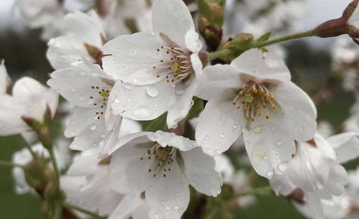 Sakura Cherry Blossom & Pollinators of Springfield Park, Springfield ...