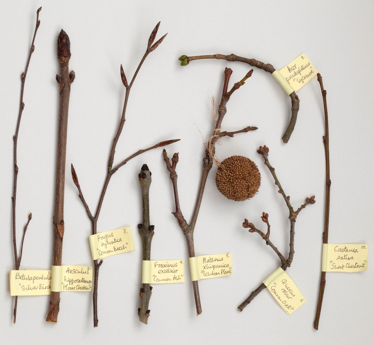 Winter Tree Identification Walk - Six Week Series, Cooperative ...