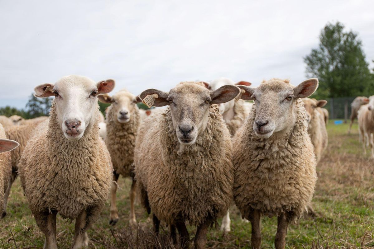 Sheep Ultrasound & Carcass Evaluation, University of Florida Department ...