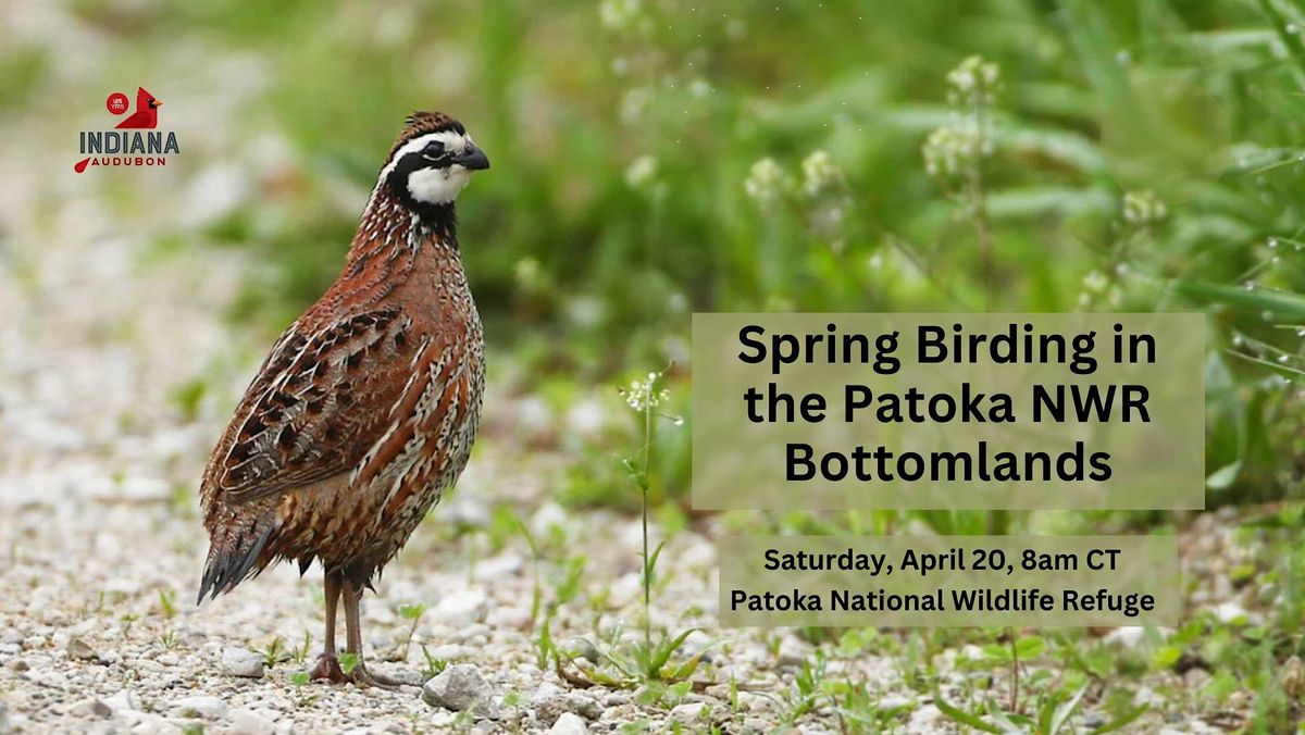 Spring Birding in the Patoka NWR Bottomlands, Princeton Menards, 20 ...