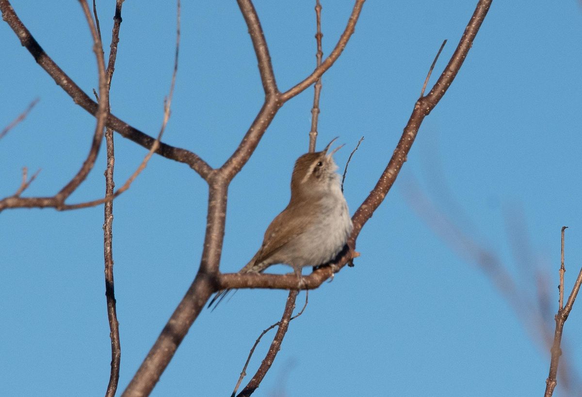Beginning Birding with the Bexar Audubon Society, Salado Outdoor ...