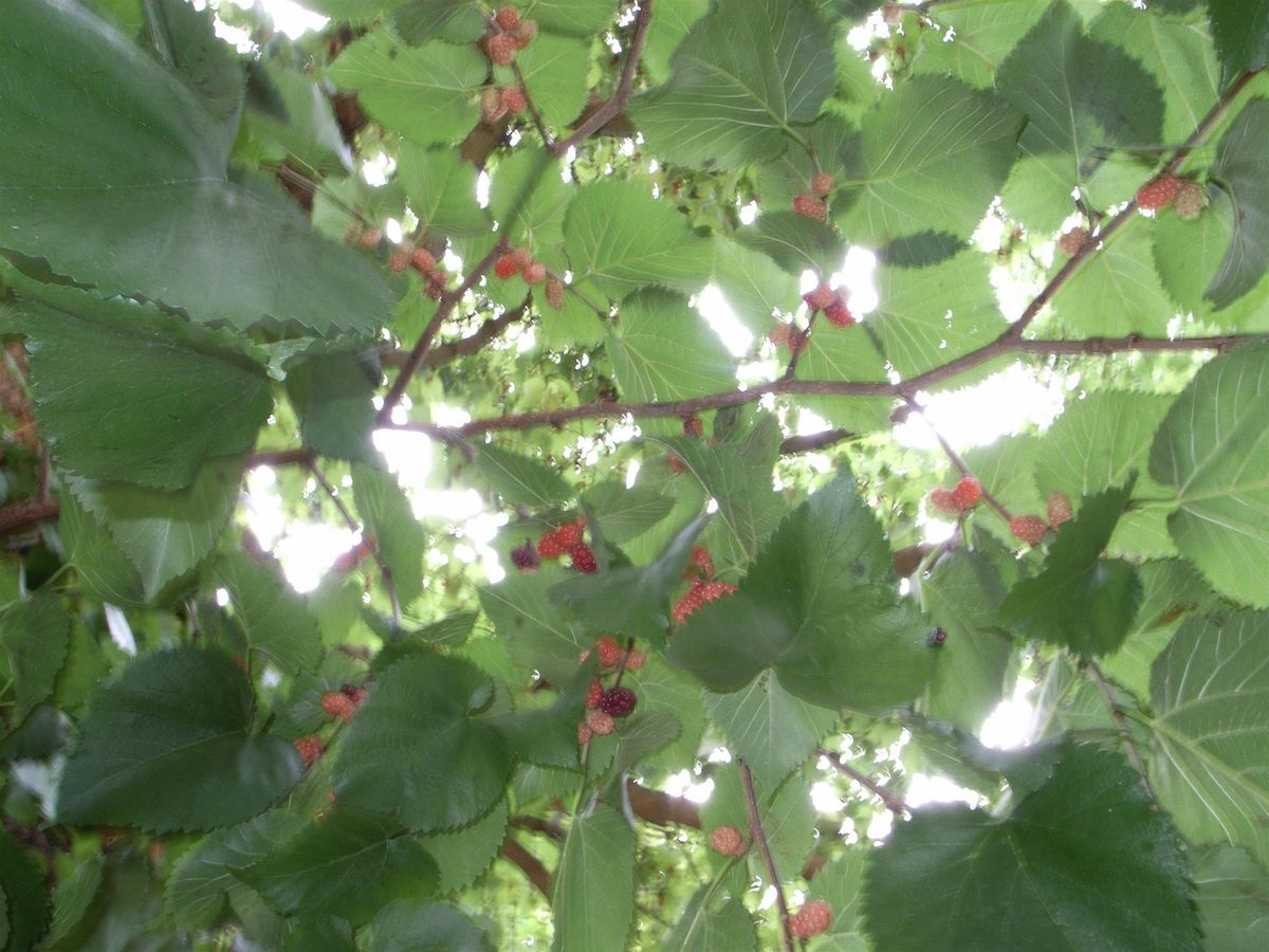 Ancient mulberry trees in Deptford and Greenwich, Deptford railway ...