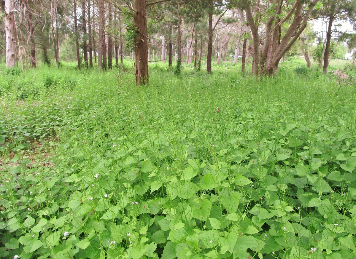 Cape May Point State Park - Invasive Plant Pull, Seagrove Avenue, Cape ...