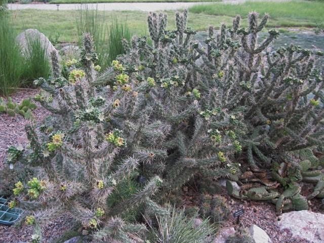 Hardy Cacti & Succulent Gardens for Cold Climates with Leo Chance ...