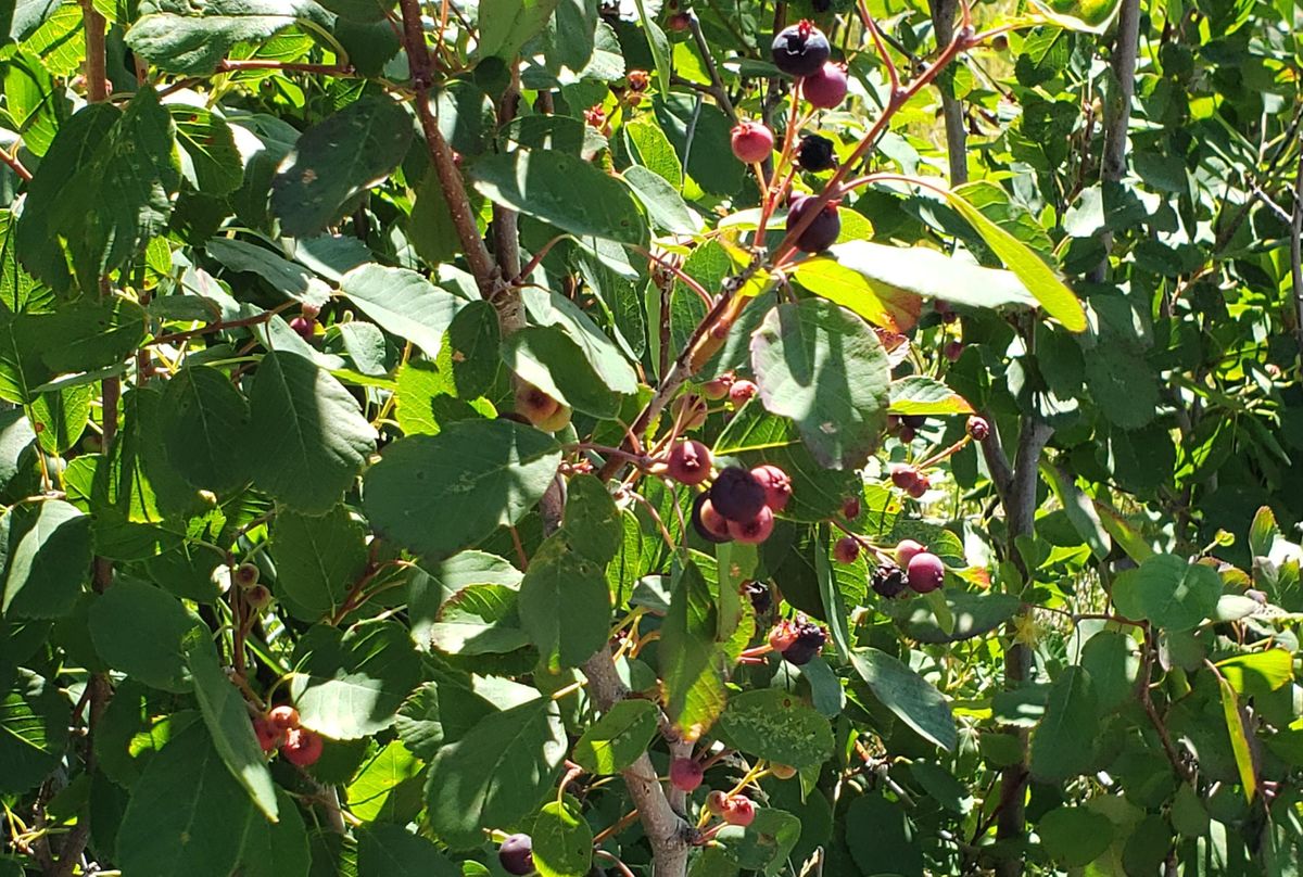 Edible & Medicinal Educational Plant Walk - Edgemont Wetland, Edgemont ...