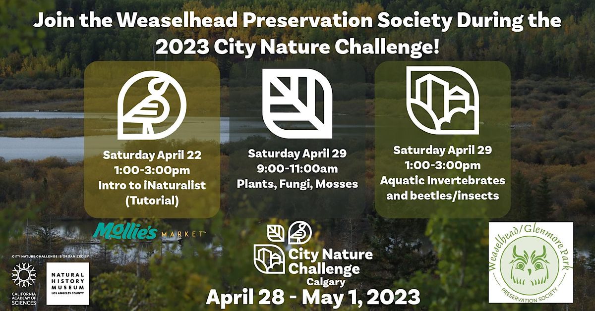 City Nature Challenge in the Weaselhead: Plants, Fungi and Mosses ...