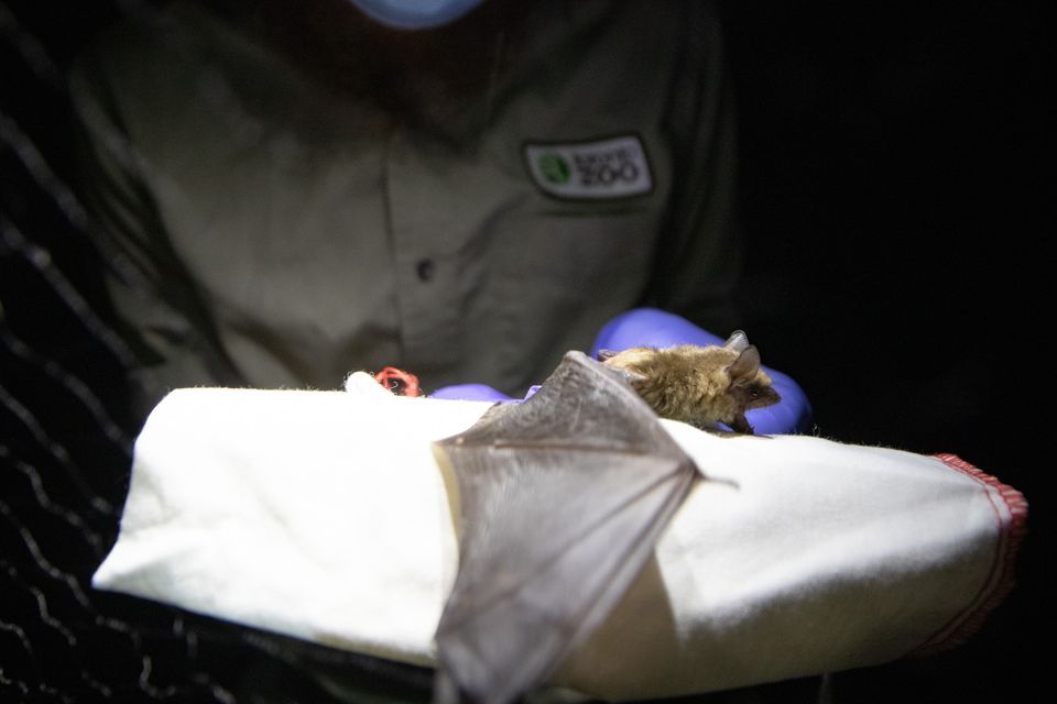 Zoo After Dark: An Evening with Native Bats, The Toronto Zoo ...