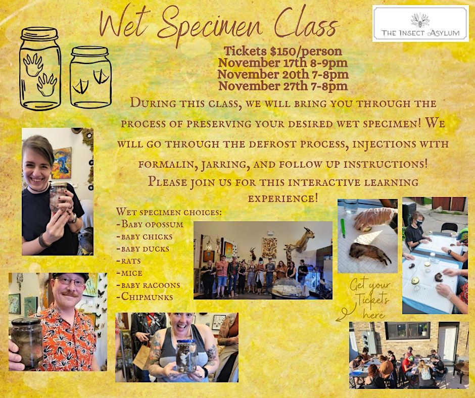 Wet Specimen Class!, The Insect Asylum, chicago, 27 November 2022