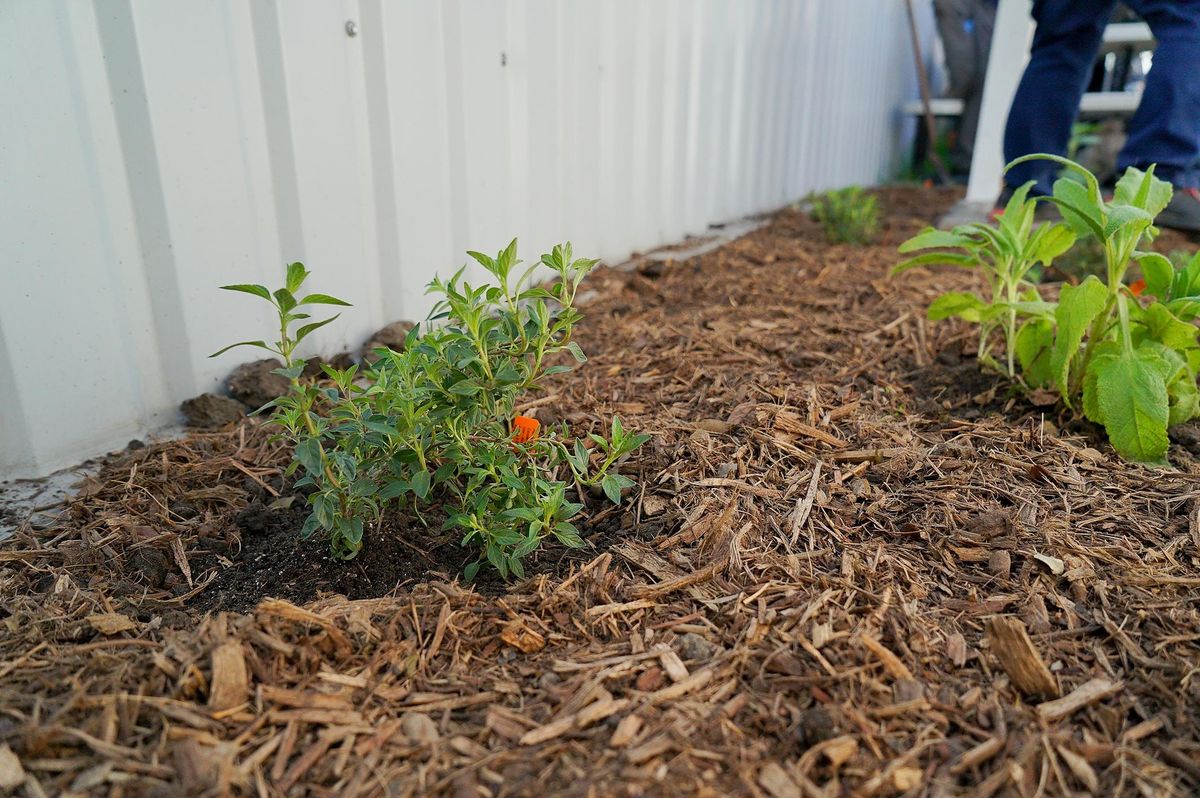 Designing Your Space for California Native Plants with Anjali Berger ...