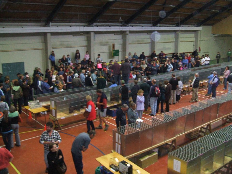 2024 Autumn Poultry Auction, Sports Hall, Tancred Street , Ashburton ...