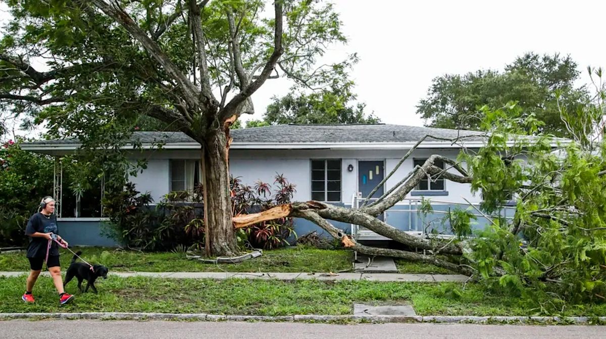 Pruning trees for extreme weather events, North Collier Regional Park ...