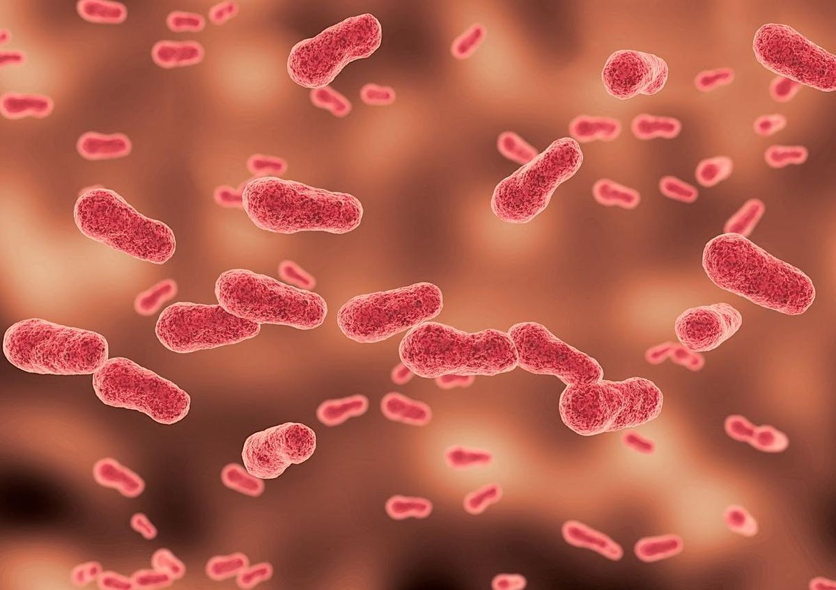 Soft Tissue and Radiographic Pathology (6 CEs), Lane Community College ...