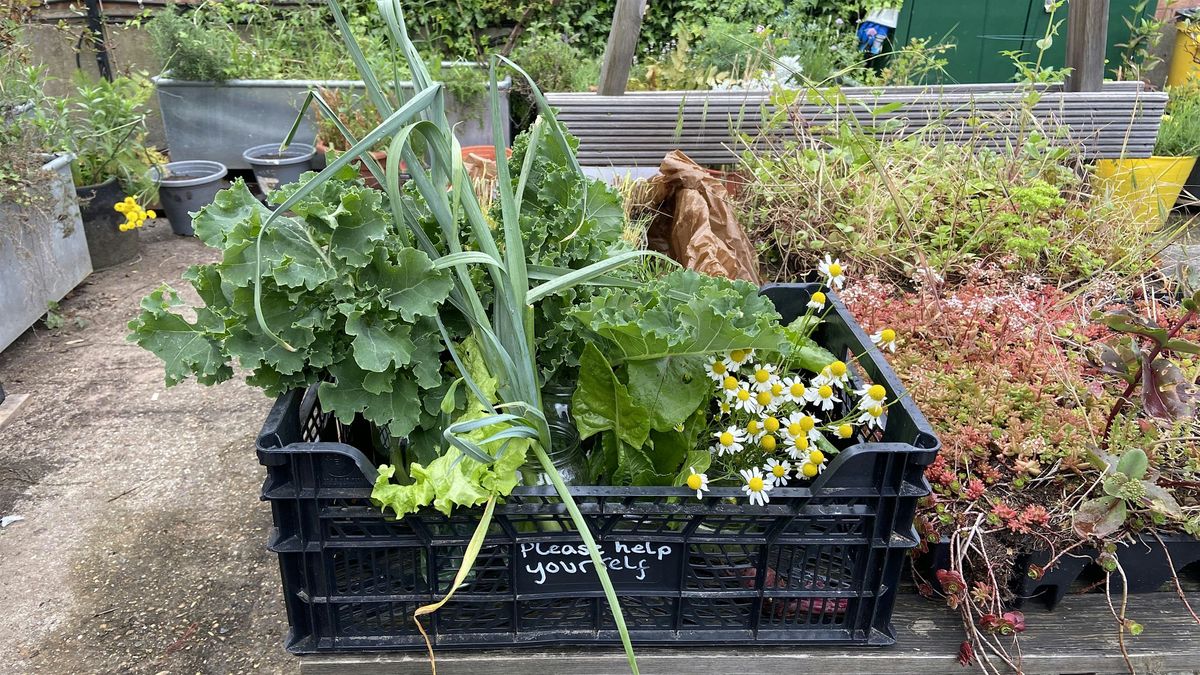TPK Food Growing - Tomato and pepper growing, 100 Brion Pl, London, 25 ...