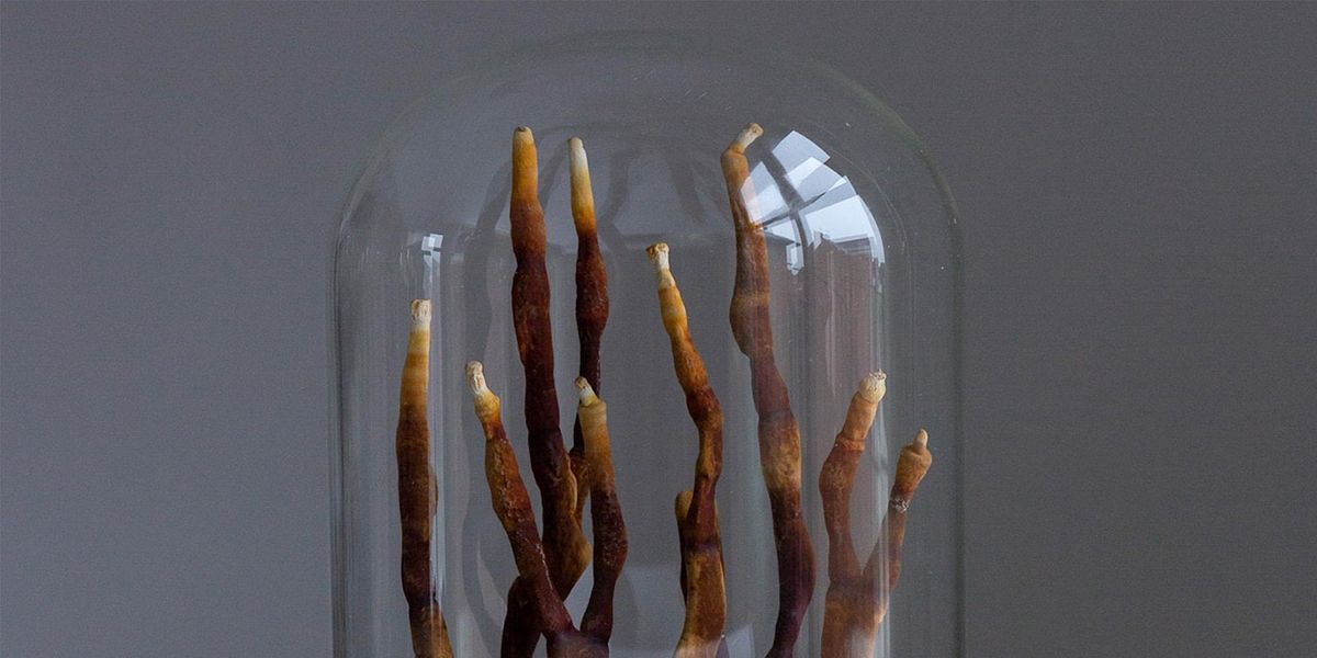 MYCELIUM UNEARTHED : Cast your own mycelium objects (Advanced), OSMOSE STUDIO SHOWROOM, London ...