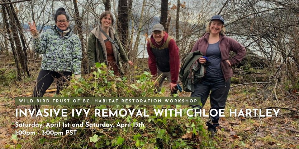 Invasive Ivy Removal with Chloe Hartley, Maplewood Flats, Vancouver, 15 ...