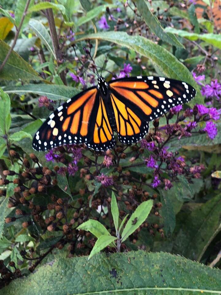 Monarch Butterfly Day, Caesar Creek Lake, U.S. Army Corps of Engineers ...