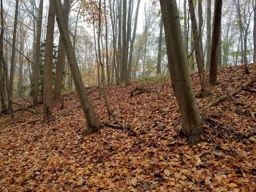 Non-Native Earthworms and Their Effects on Temperate Forest Soils ...