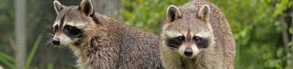 Wildlife Rehab Raccoons, SPCA of Texas, Dallas, 26 March 2022