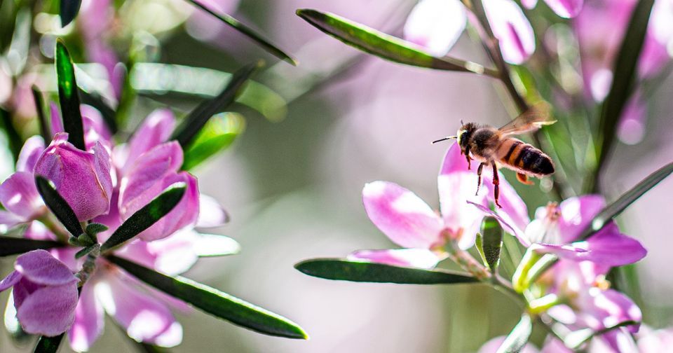 Pollinator Week, Ku-ring-gai Wildflower Garden, Sydney, 18 November 2022