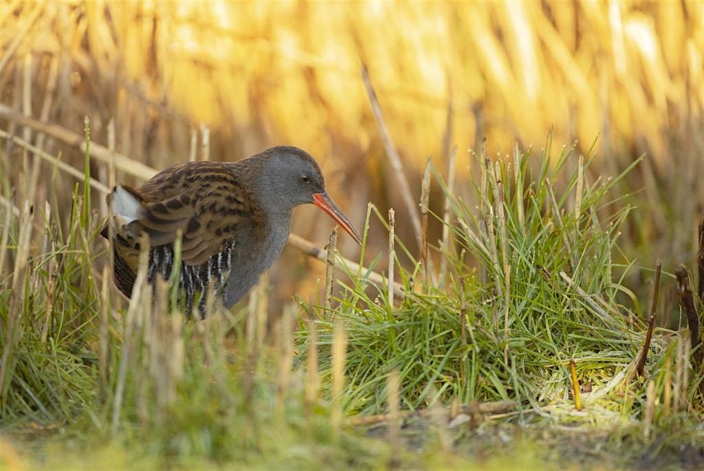 Guided Birdwatching Walk: Lee Valley, Cheshunt, Cheshunt - Lee Valley ...