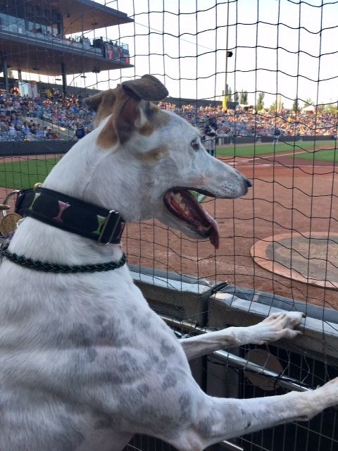 Greyhound Meet & Greet at St. Paul Saints Baseball Stadium, CHS Field ...