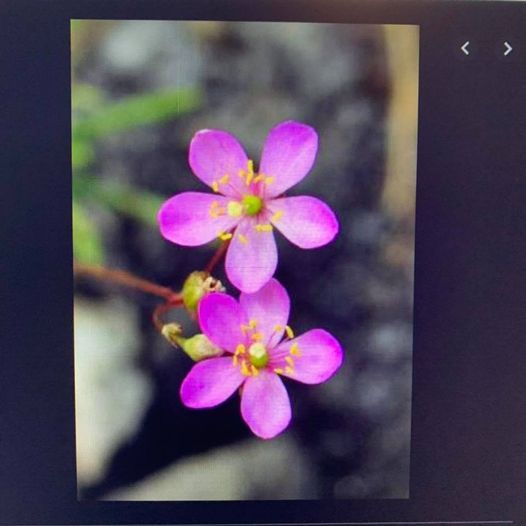 Endemic Species Series - Fame flower, 5220 Murfreesboro Rd, Lebanon, TN ...