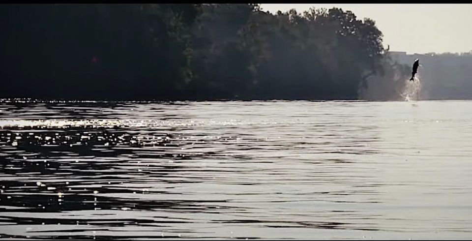 Environmental Short Film Showcase! Ft. A Sturgeon Story by Headwaters ...