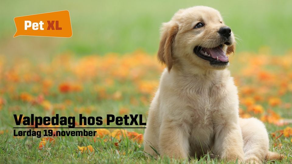 Valpedag hos PetXL - Hund som Hobby, PetXL - Hund som Hobby Drive In ...