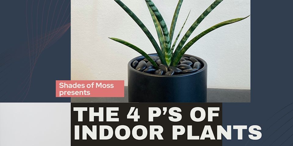 The 4 Ps of Indoor Plants, 2128 West Cary Street,Richmond,23220,US, 10 ...
