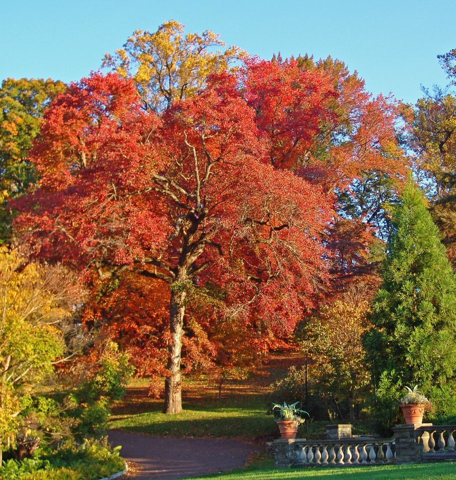Morris Arboretum: Native Trees Tour, Morris Arboretum of the University ...