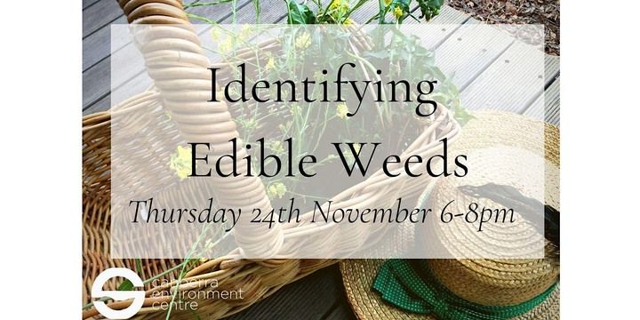 Identifying Edible Weeds, Dickson Wetlands, Canberra, 24 November 2022