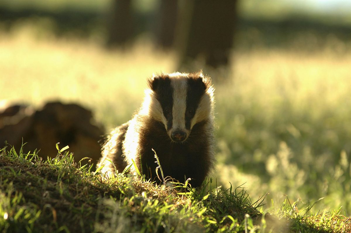 Winter Wildlife Talk: Badgers - Nature Discovery Centre, Thursday 26 ...