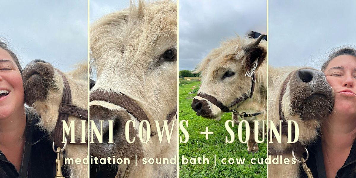 Cuddling Cows + Sound Bath, Mini Mitten Acres, Davison, 21 June 2025