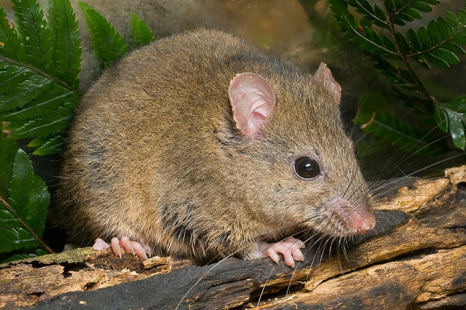 Rewilding Bush Rats to North Head Webinar, North Sydney Council ...