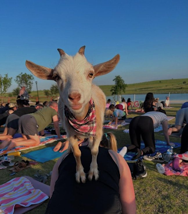 Goat Yoga at Frisco Fresh Market!, Frisco Fresh Market, 13 June 2026