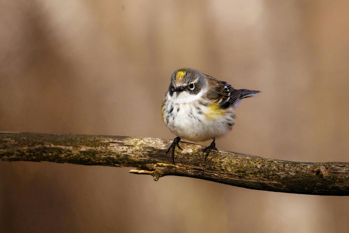 Spring Migration Bird Outing with Heather Wolf in Washington Square ...