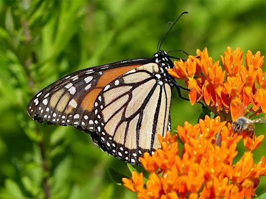 The Flora, Fauna, and Geology of Central Park, Great Hill, New York, 13 ...