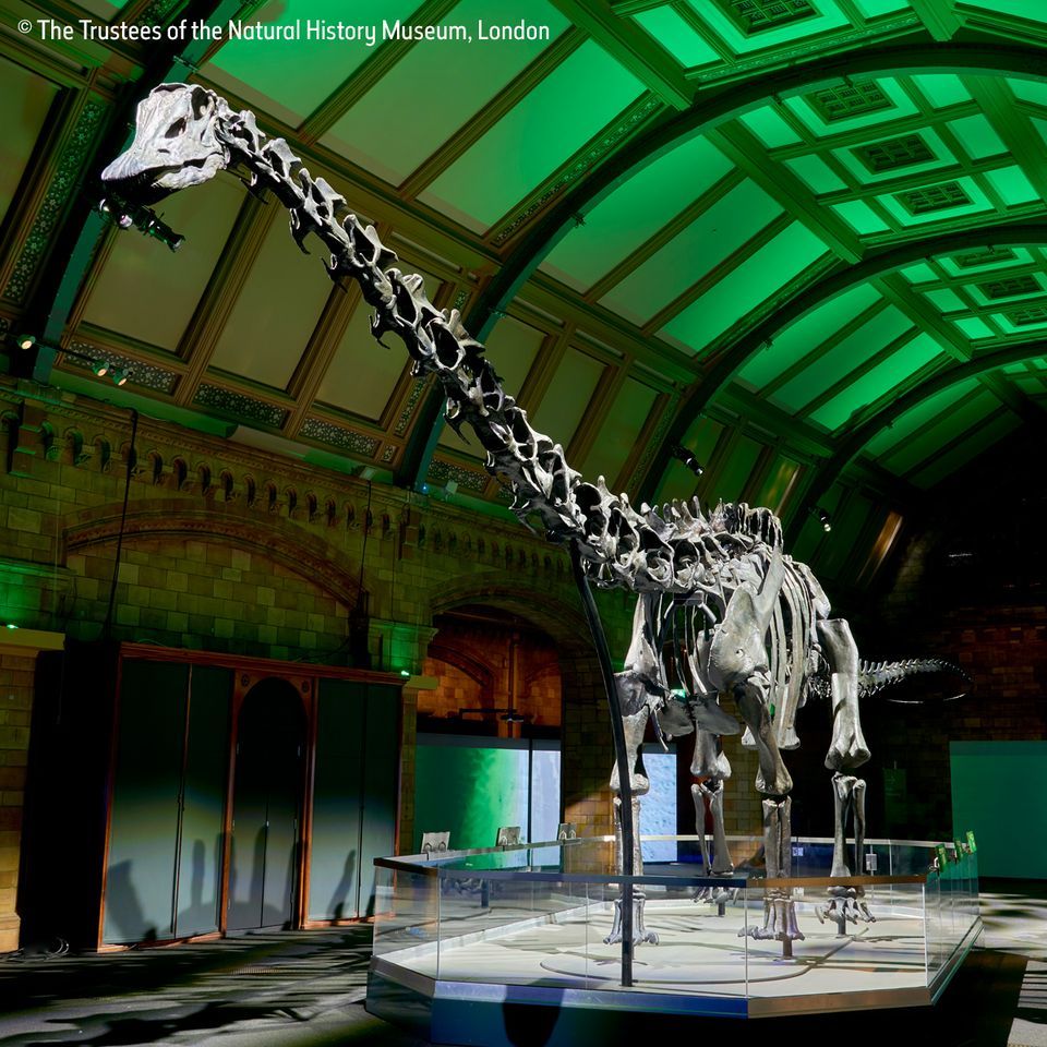 Welcome home, Dippy!, Natural History Museum, London, 24 June 2022