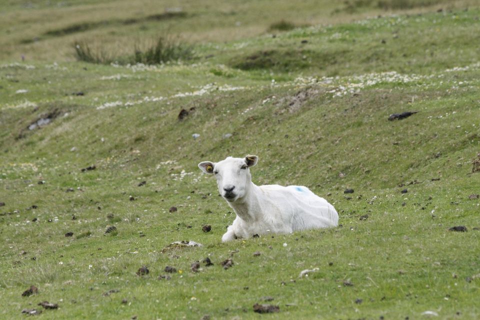 Fodderwing and the varmints in heaven, Industry, Huntington, 9 November ...