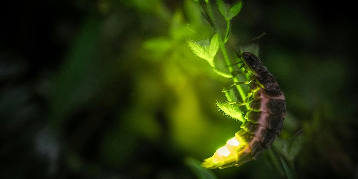 Family Member Event : Glow-Worm Walk, Benfield Hill Local Nature ...