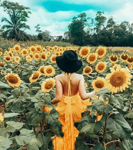 Campo de Girasoles Sesión de fotografía, Fortuna De San Carlos, Ciudad Quesada, 27 November to ...