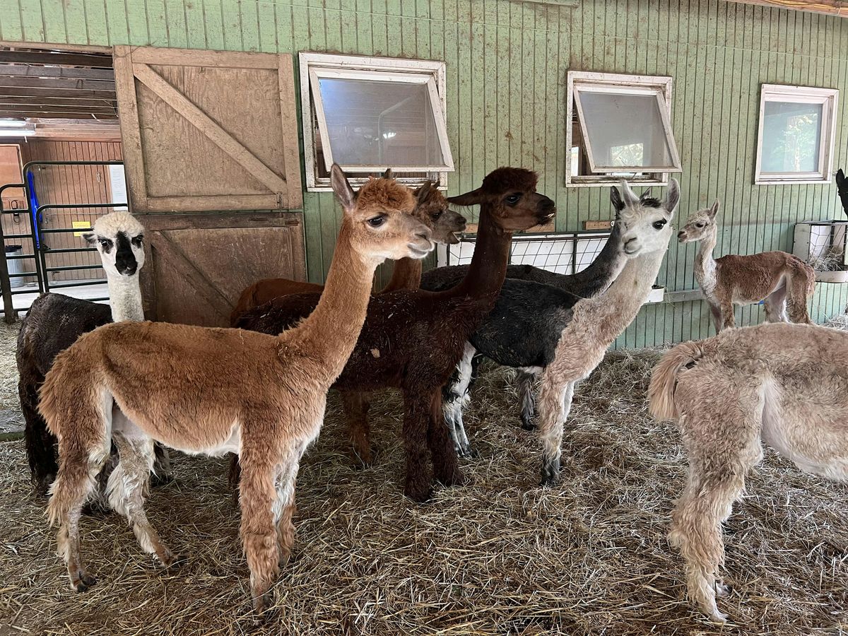 Last Weekend Alpaca Barn Tour at Creekwater Alpaca Farm, 2812 ...