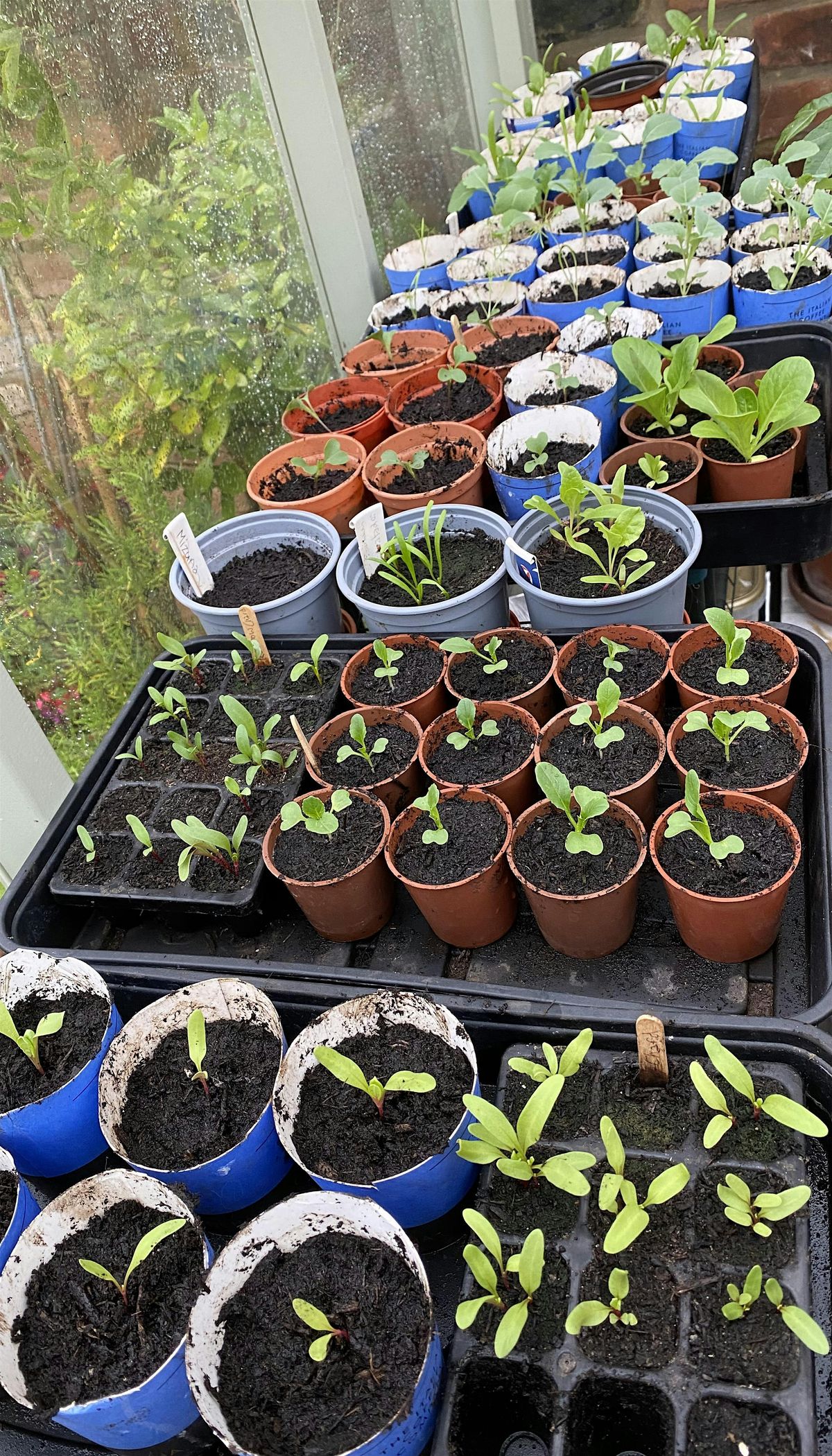 Grow your own food from seed - Pricking out and potting on., Mortlake ...