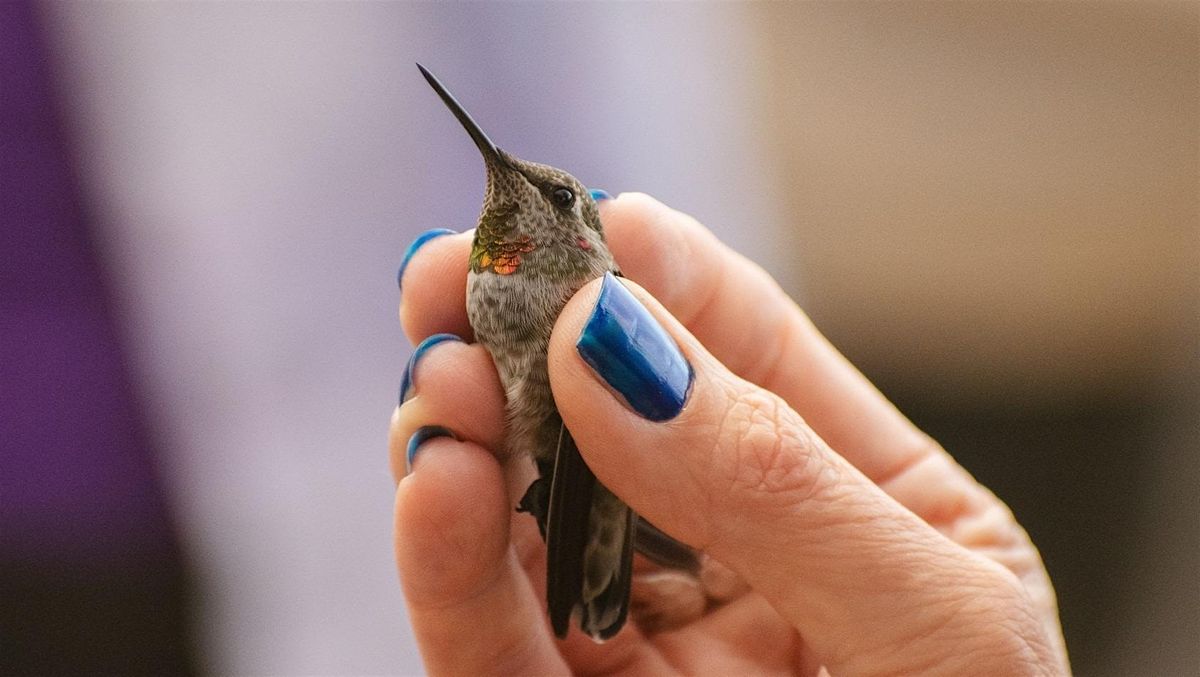 2025 Hummingbird Banding at Bogus Basin, Pioneer Lodge, Horseshoe Bend ...