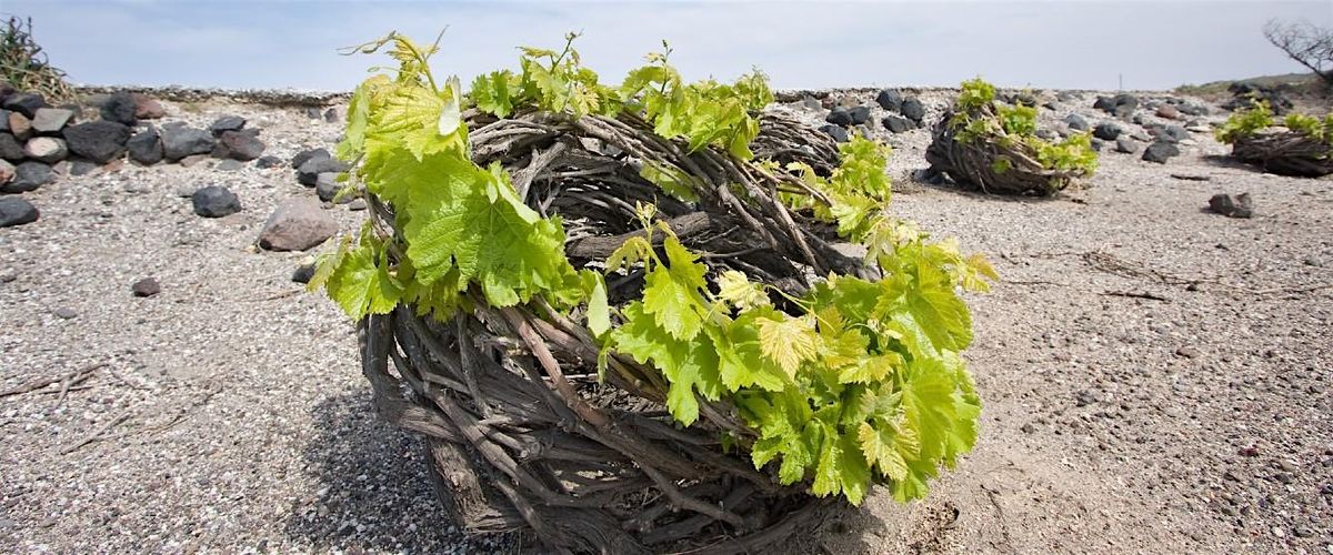 Greek Odyssey with Ana Jackson MW at Amathus Elgin Crescent, Amathus ...