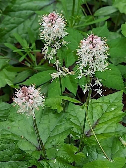 An Introduction to the Ecology of Spring Wildflowers, South Carolina ...