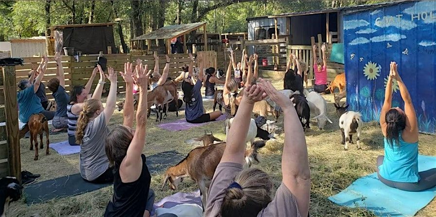 Goat Yoga and Hang with the Herd in Tallahassee, Goat House Farm ...