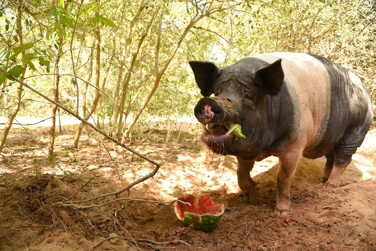 Watermelon Smash Bash 2025!, 24 August 2025