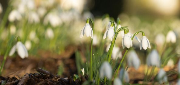 Snowdrop and Bulb Walk, University of Oxford Botanic Garden and ...