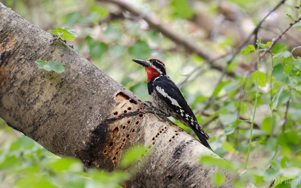 Montane Riparian Birds and Their Habitat in The Great Basin, Davis ...